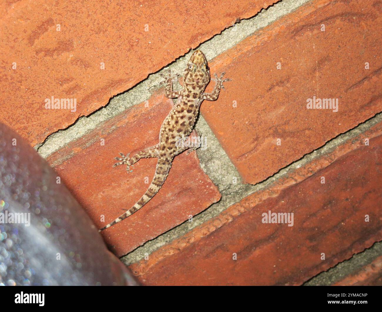 Mediterranean House Gecko (Hemidactylus turcicus Stock Photo - Alamy