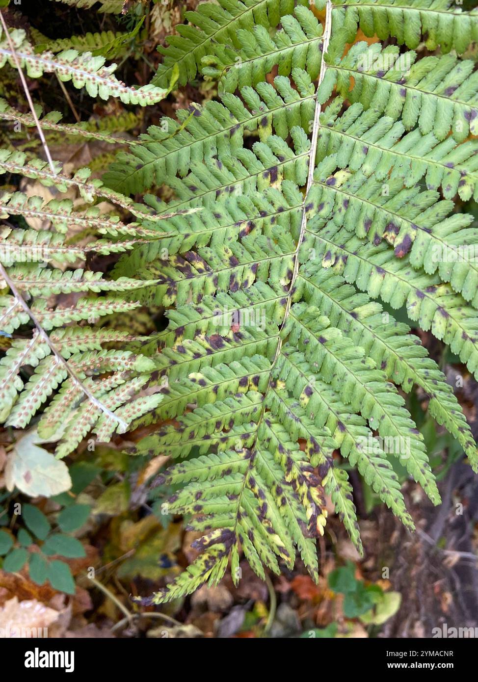 male fern (Dryopteris filix-mas Stock Photo - Alamy