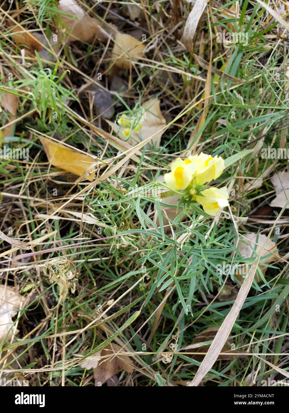 common toadflax (Linaria vulgaris Stock Photo - Alamy