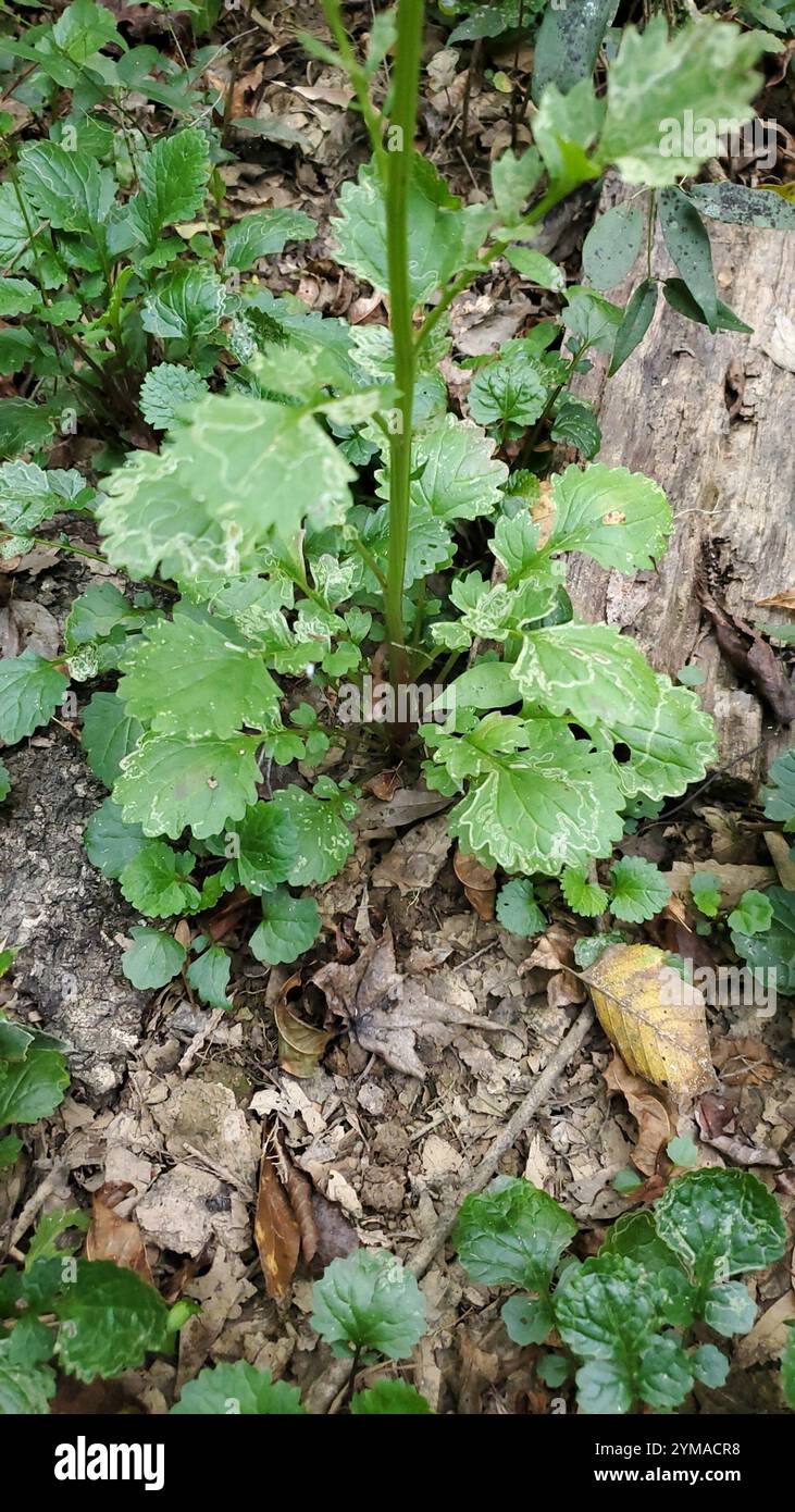 Butterweed (Packera glabella Stock Photo - Alamy