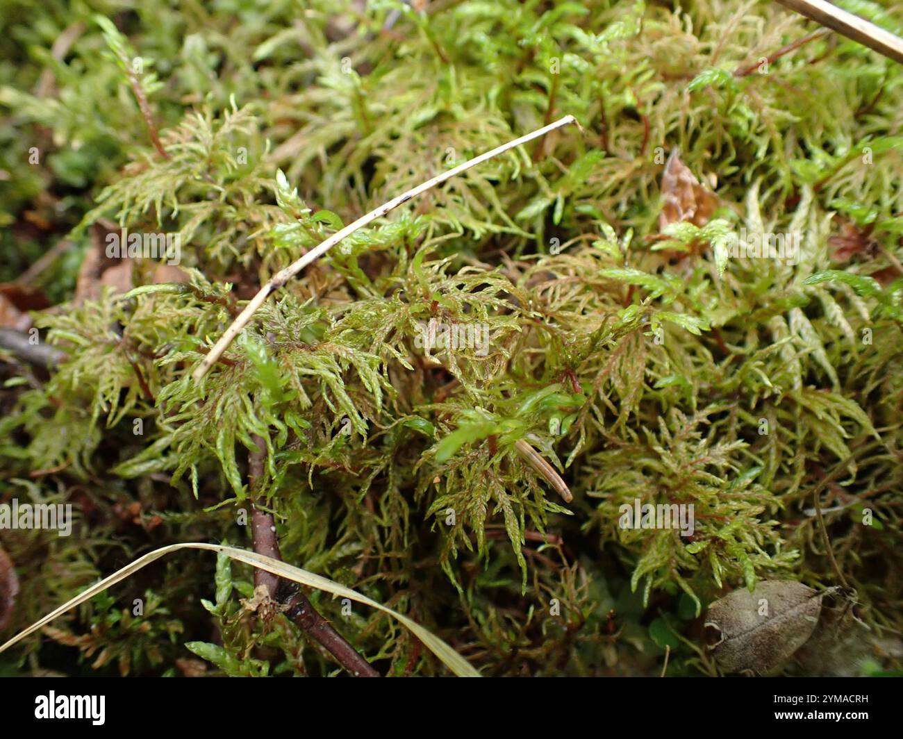 stairstep moss (Hylocomium splendens Stock Photo - Alamy