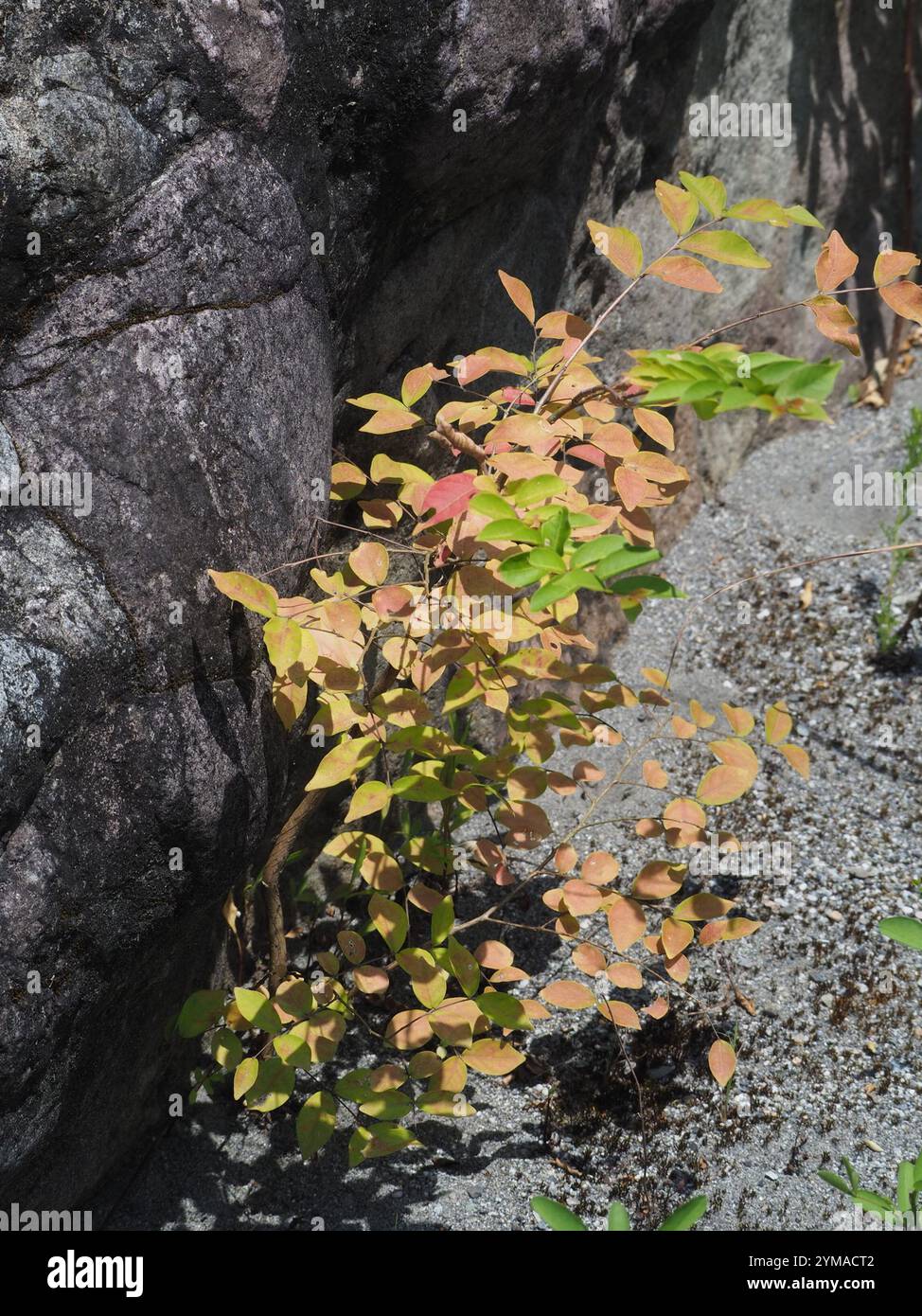 Subcostate Crape Myrtle (Lagerstroemia subcostata Stock Photo - Alamy