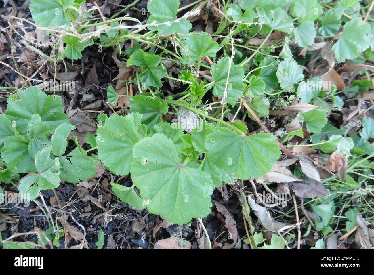 Small Mallow (Malva pusilla Stock Photo - Alamy
