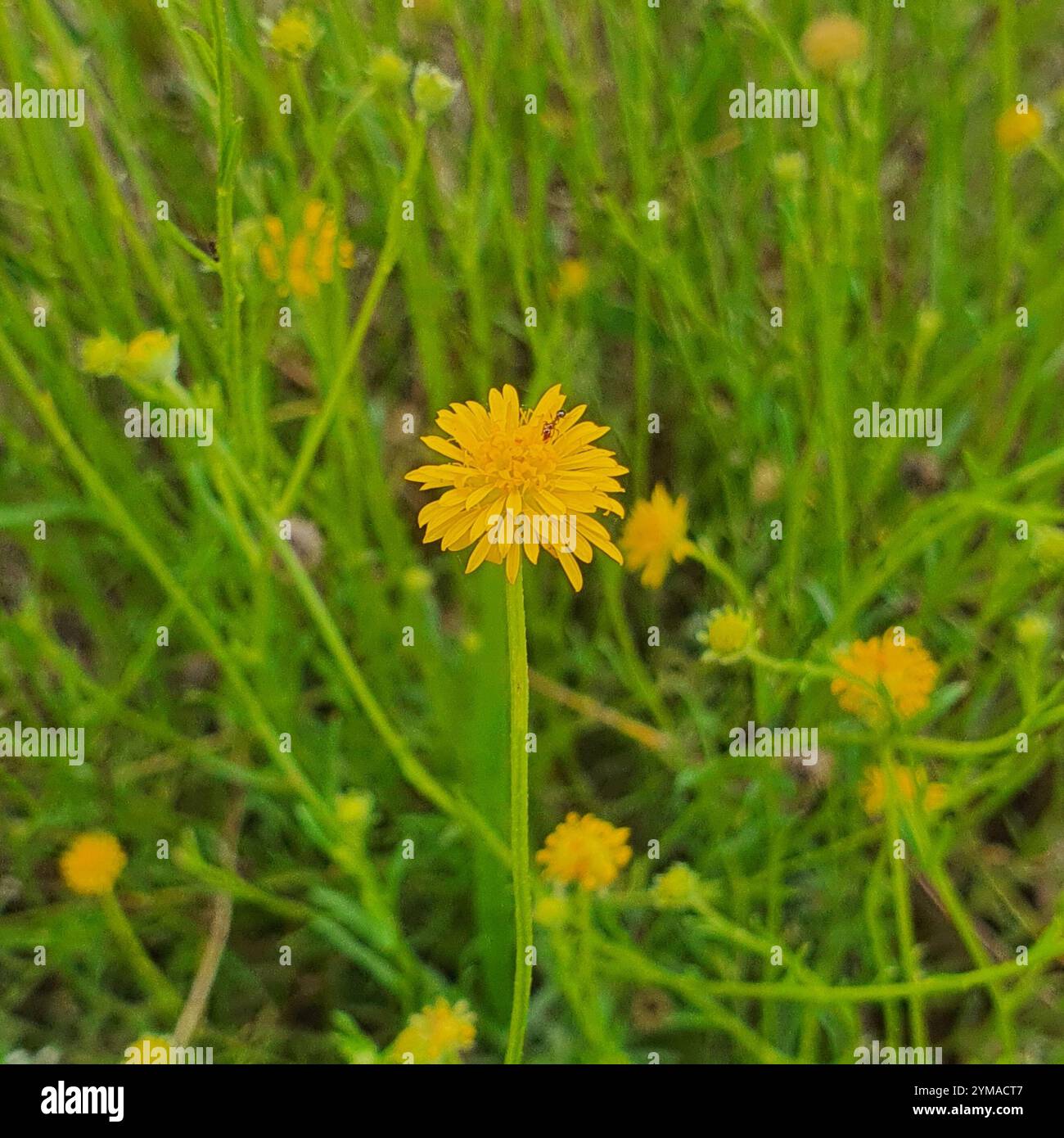 Calotis lappulacea hi-res stock photography and images - Alamy