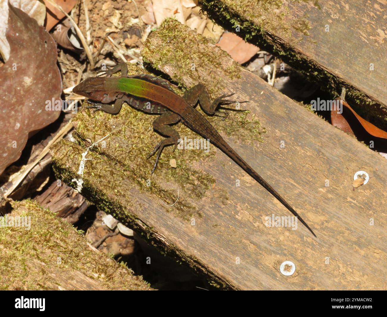 Striped Forest Whiptail (Kentropyx calcarata Stock Photo - Alamy