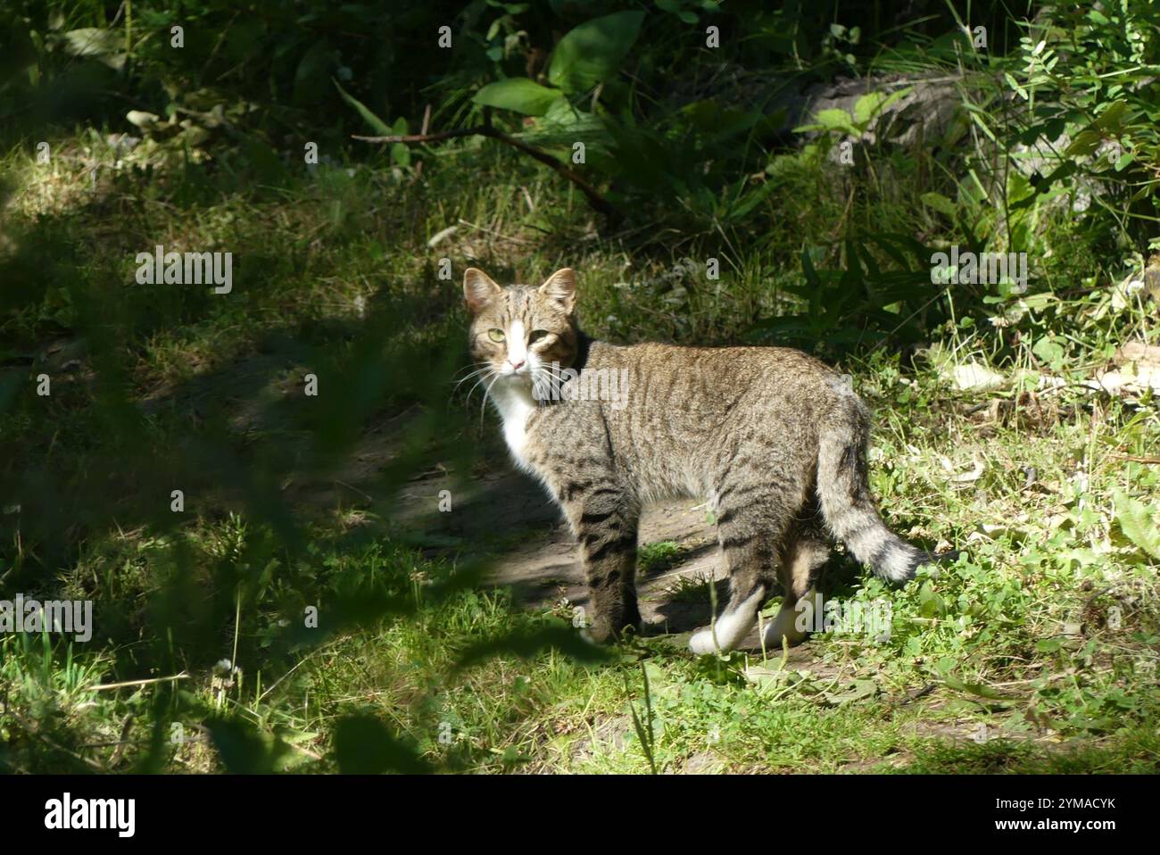 Domestic Cat (Felis catus Stock Photo - Alamy