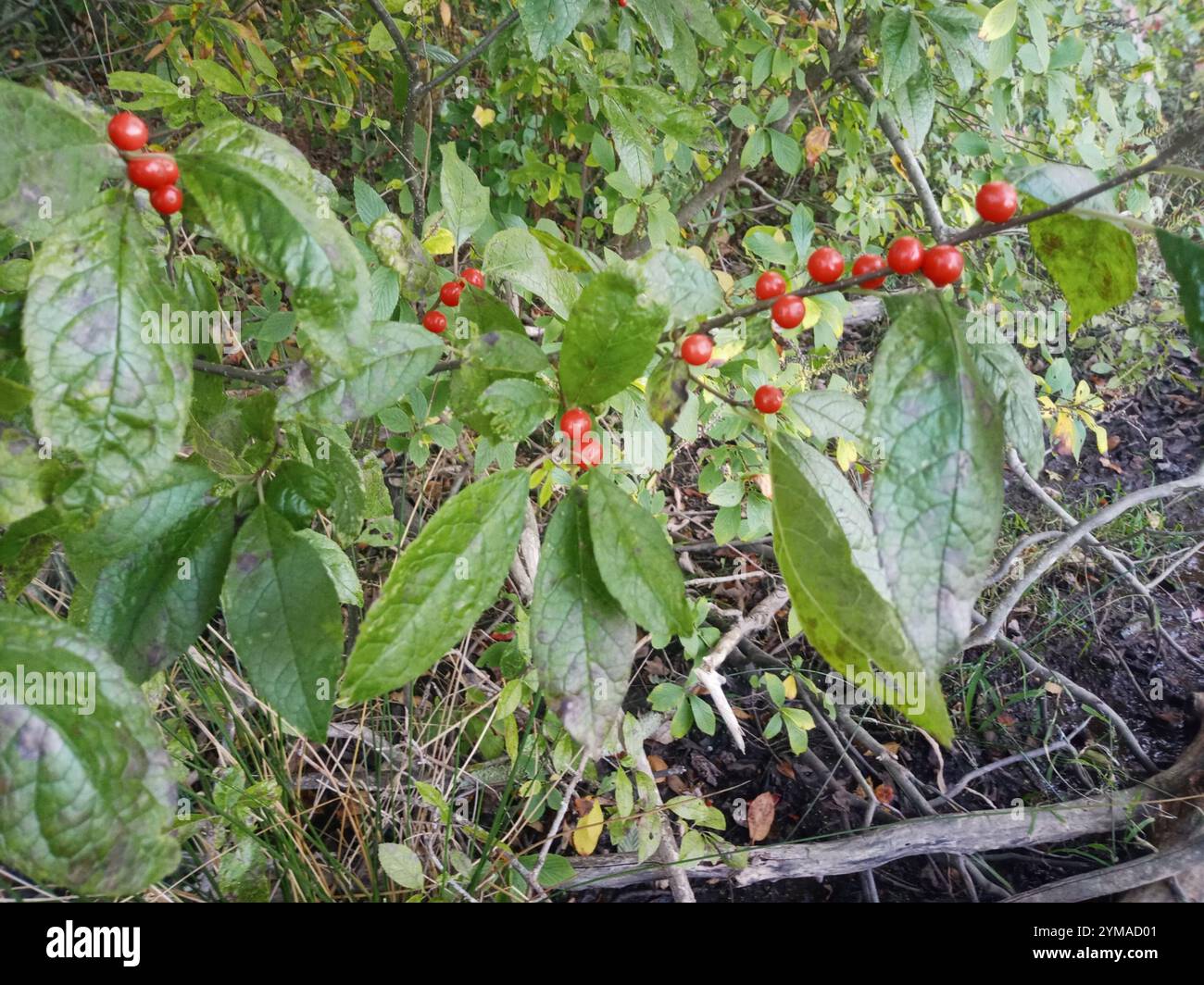 winterberry holly (Ilex verticillata Stock Photo - Alamy