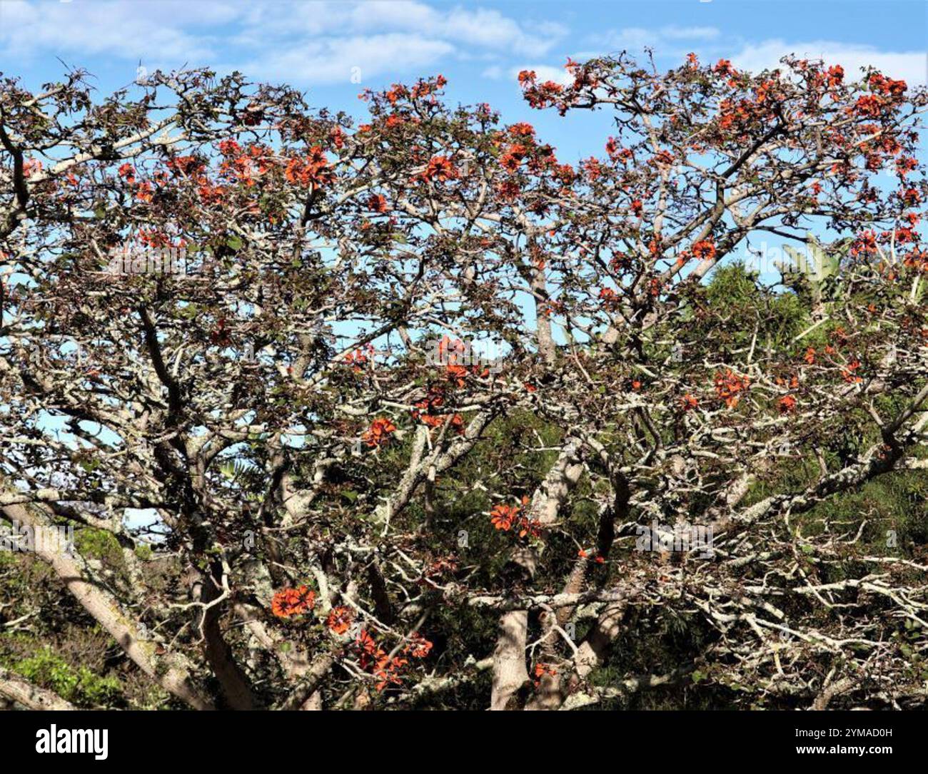 South African Coral Tree (Erythrina caffra Stock Photo - Alamy