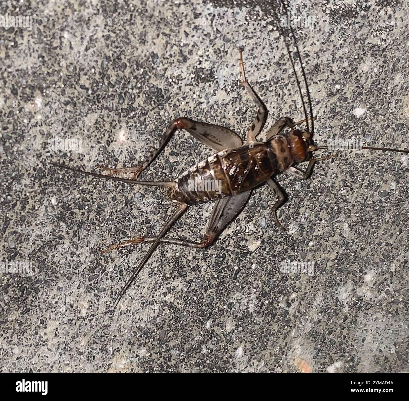 Tropical House Cricket (Gryllodes sigillatus Stock Photo - Alamy