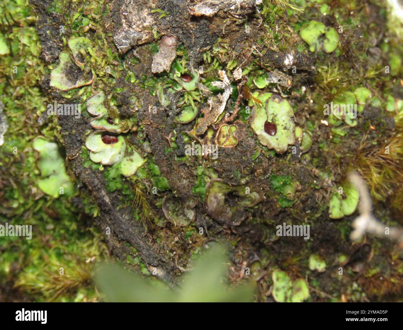 Socket lichens (Solorina Stock Photo - Alamy