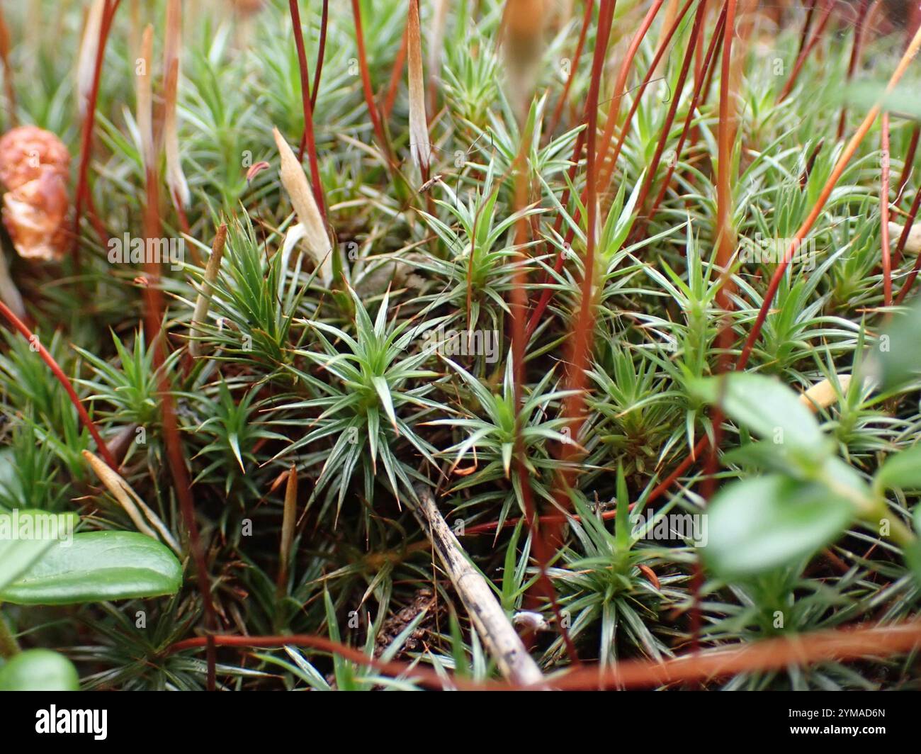 juniper haircap moss (Polytrichum juniperinum Stock Photo - Alamy