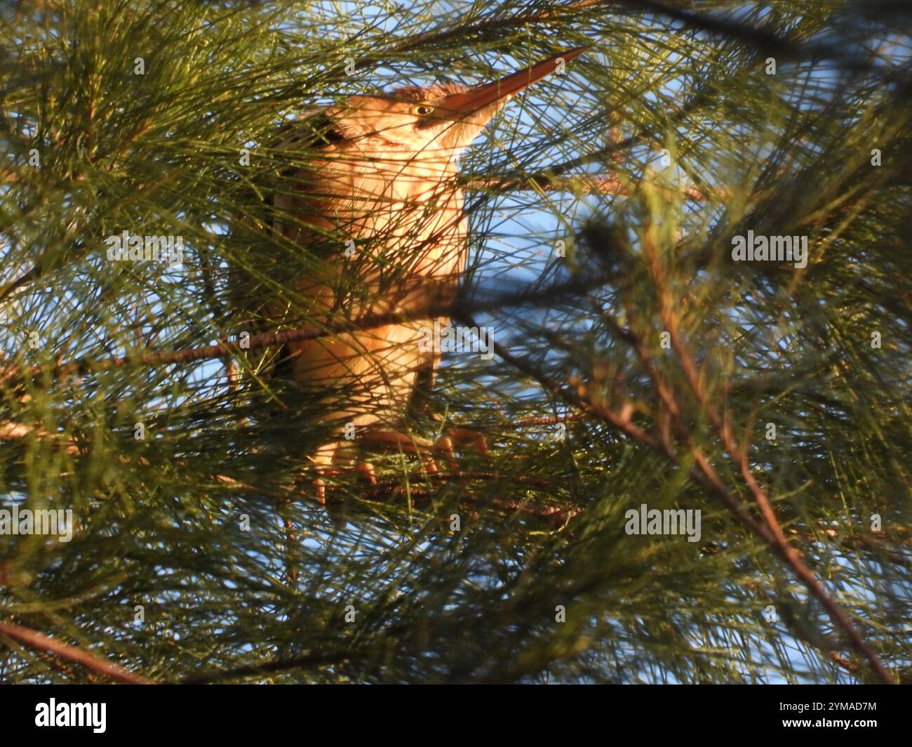 Yellow Bittern (Botaurus sinensis Stock Photo - Alamy