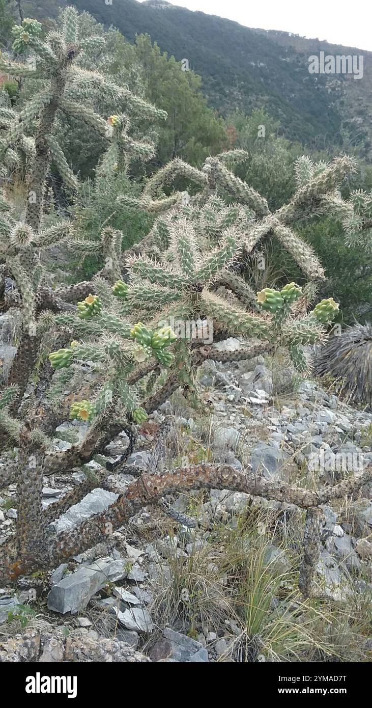 tree cholla (Cylindropuntia imbricata Stock Photo - Alamy