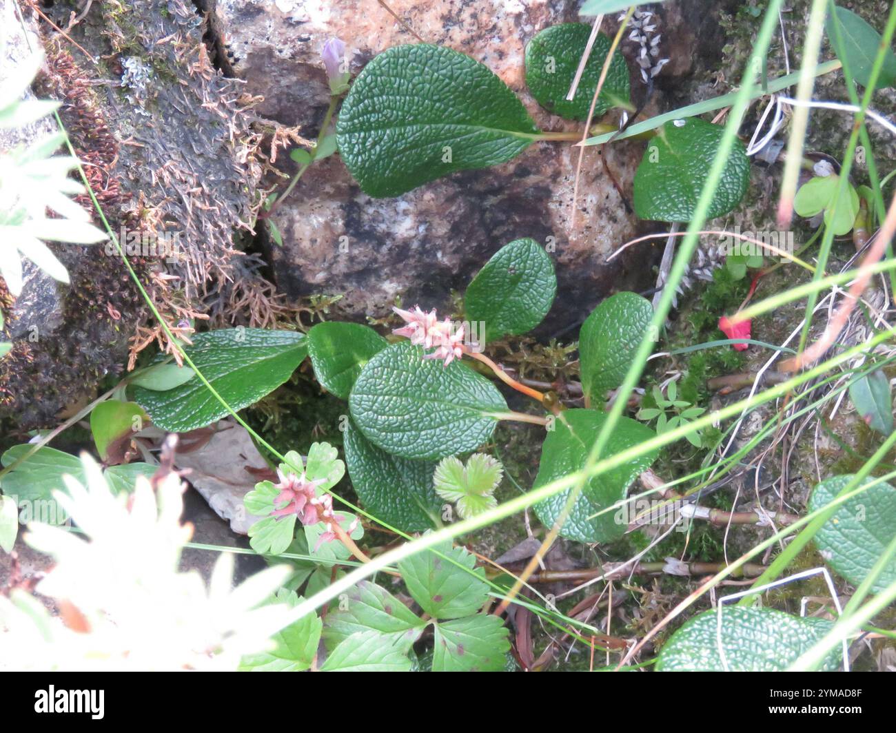 Net-leaved Willow (Salix reticulata Stock Photo - Alamy