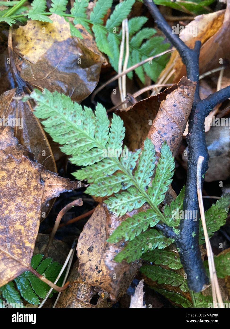 spinulose wood fern (Dryopteris carthusiana Stock Photo - Alamy