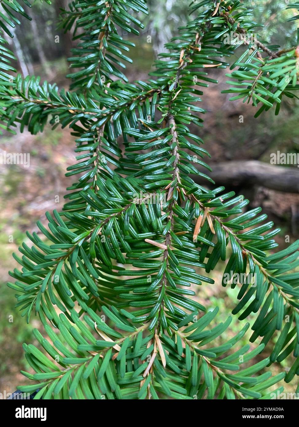 Abies amabilis hi-res stock photography and images - Alamy