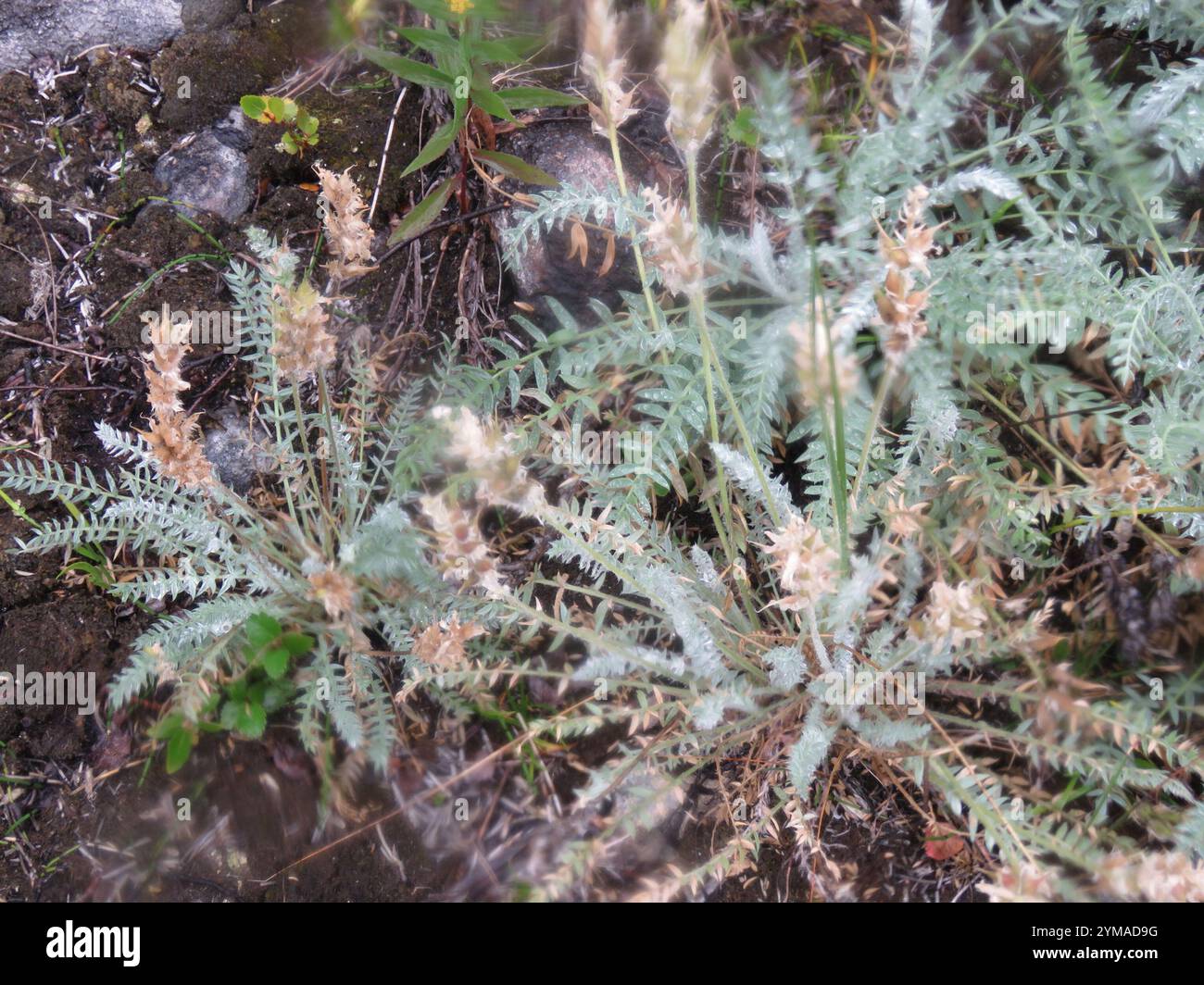 Showy Locoweed (Oxytropis splendens Stock Photo - Alamy