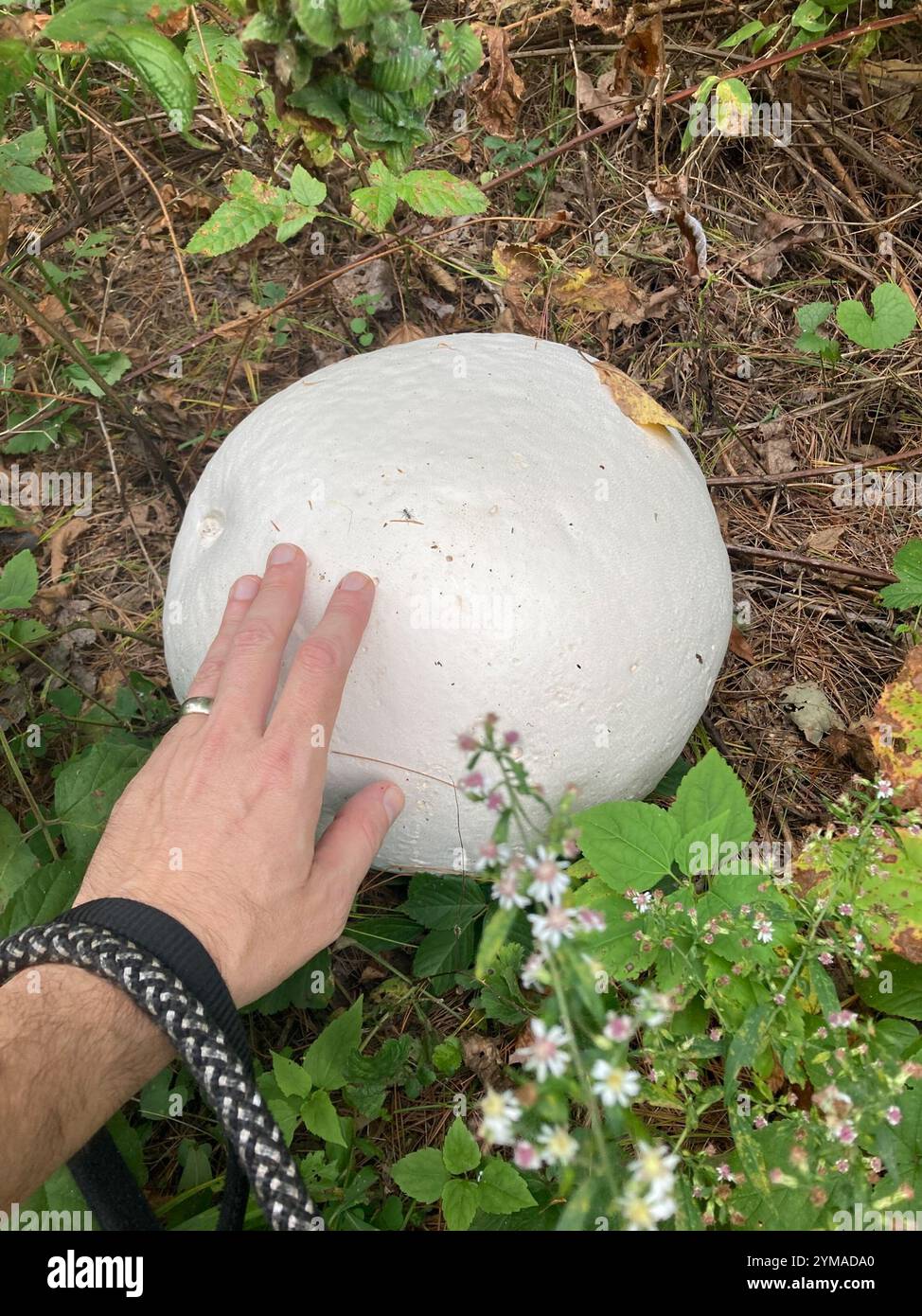 giant puffball (Calvatia gigantea Stock Photo - Alamy
