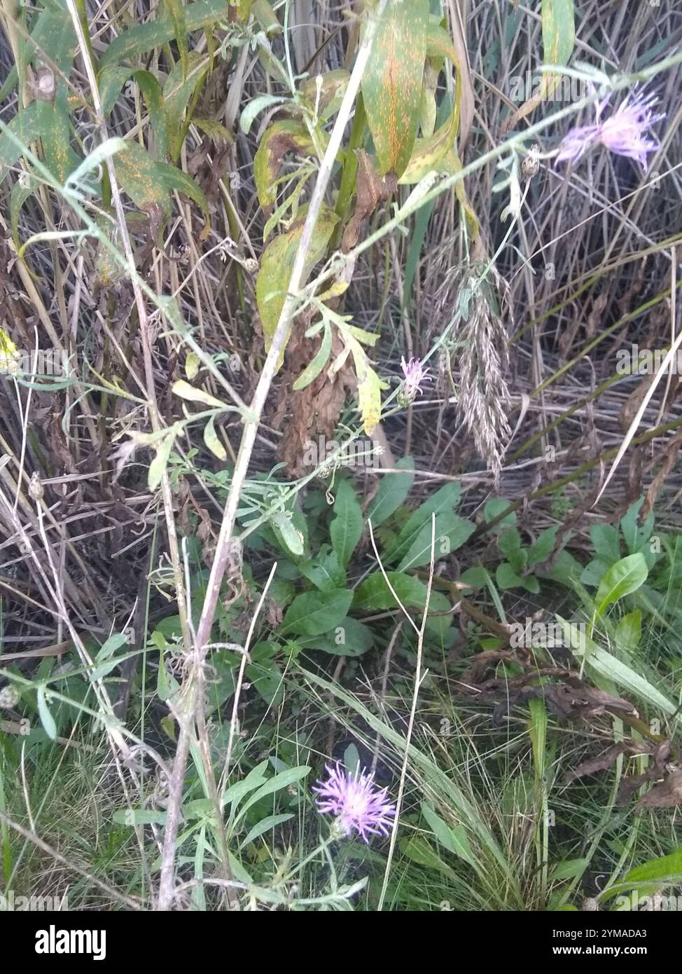 spotted knapweed (Centaurea stoebe Stock Photo - Alamy