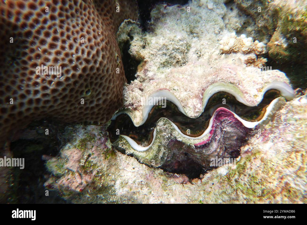 Small Giant Clam (Tridacna maxima Stock Photo - Alamy