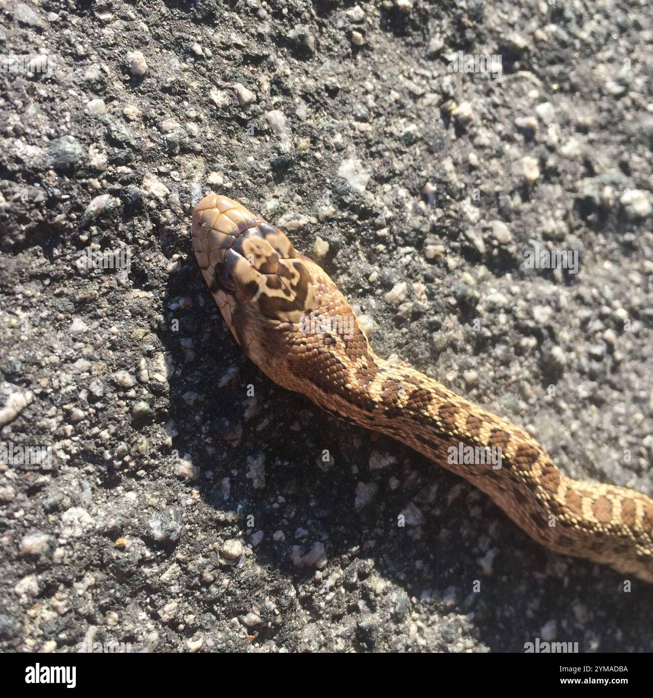 Pacific Gopher Snake (Pituophis catenifer catenifer Stock Photo - Alamy