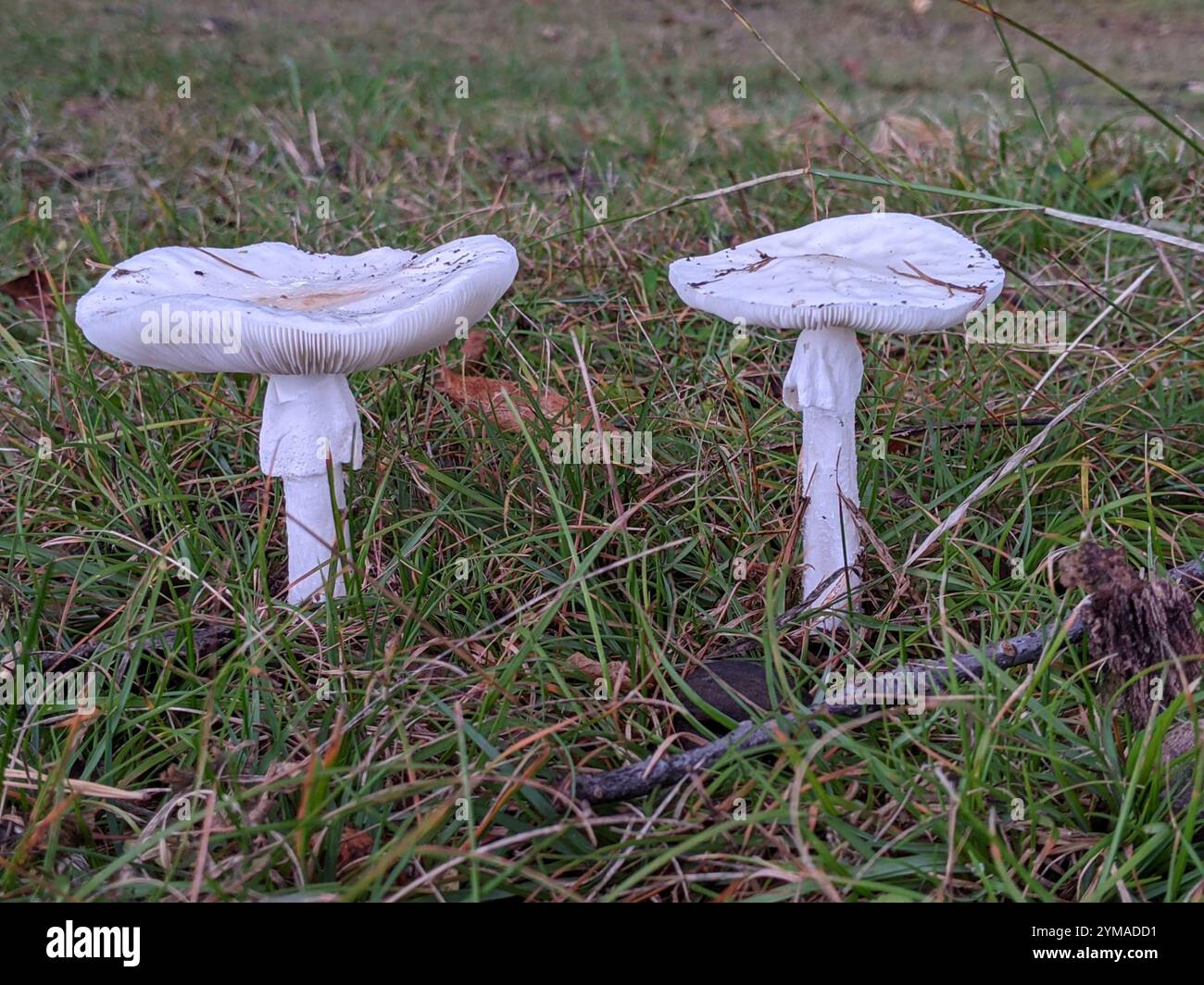Eastern North American Destroying Angel (Amanita bisporigera Stock ...