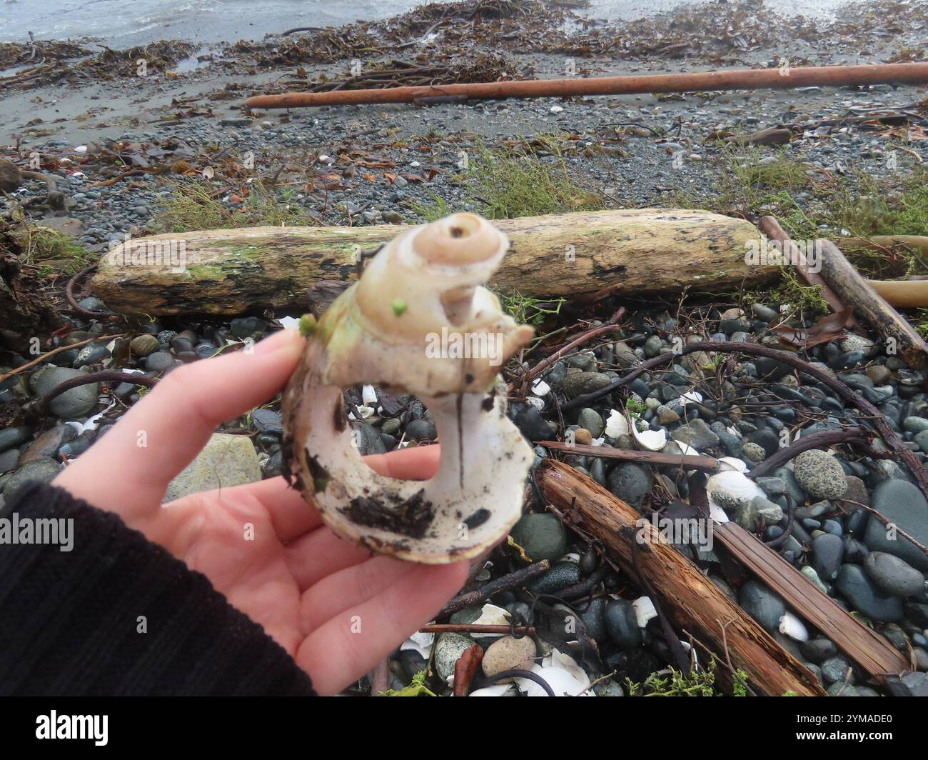 Lewis's Moon Snail (Neverita lewisii Stock Photo - Alamy