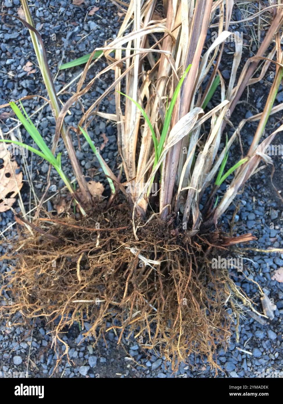 hop sedge (Carex lupulina Stock Photo - Alamy