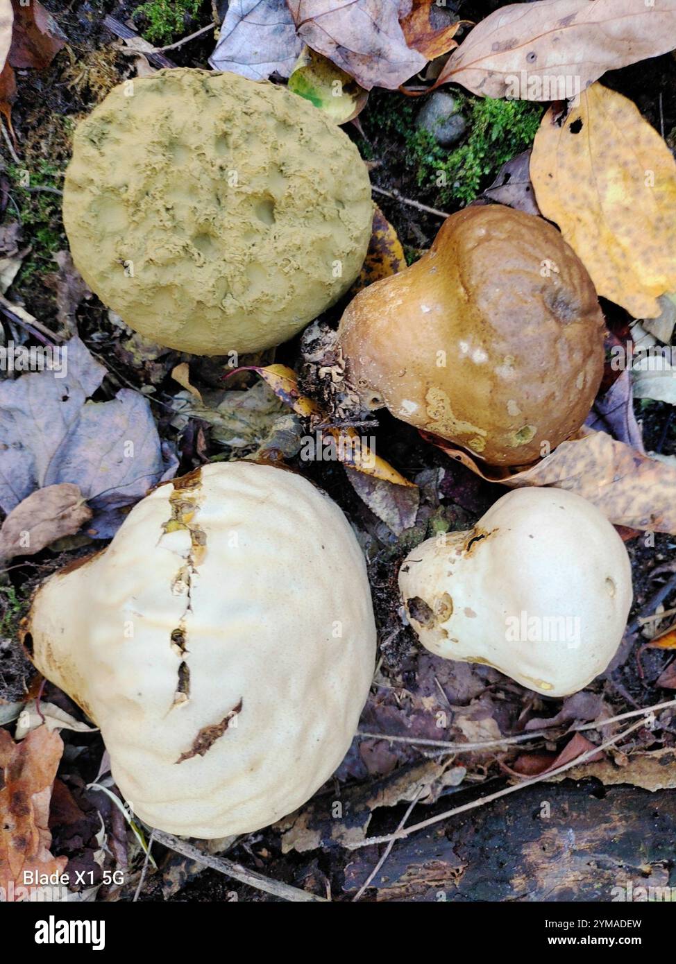 Brain puffball (Calvatia craniiformis Stock Photo - Alamy