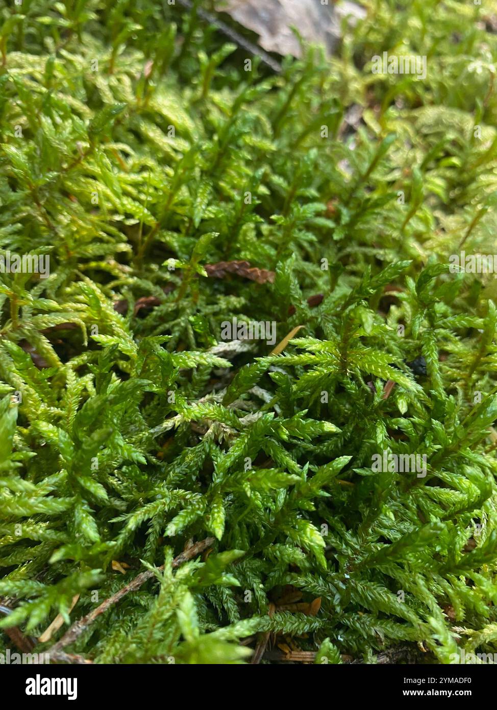 Red-stemmed Feather Moss (Pleurozium schreberi Stock Photo - Alamy