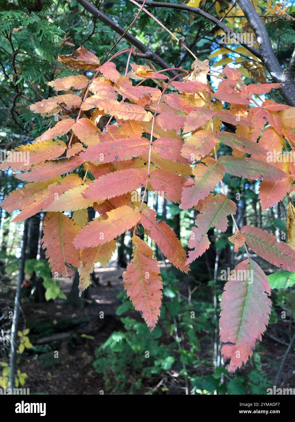 showy mountain-ash (Sorbus decora Stock Photo - Alamy