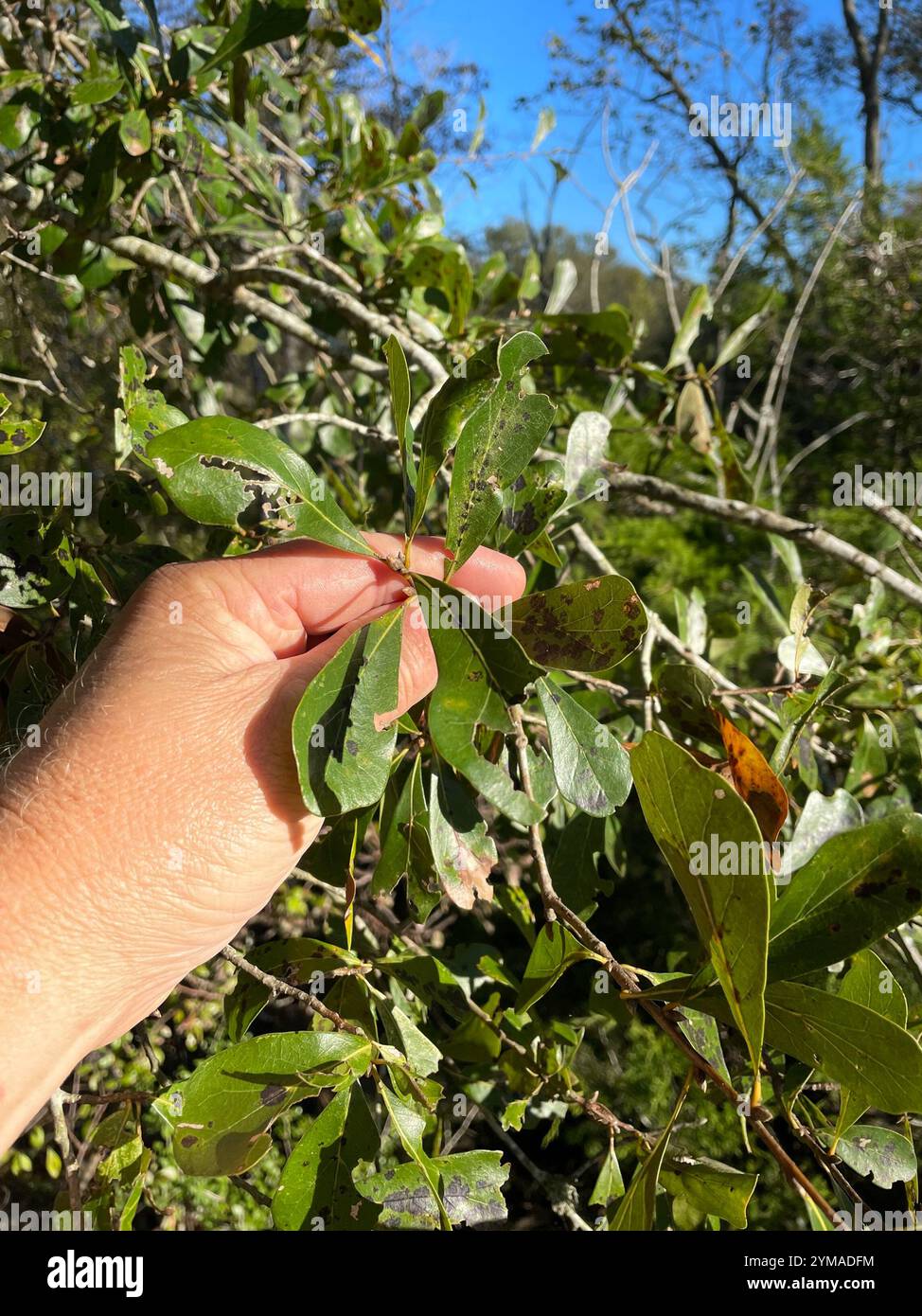 water oak (Quercus nigra Stock Photo - Alamy