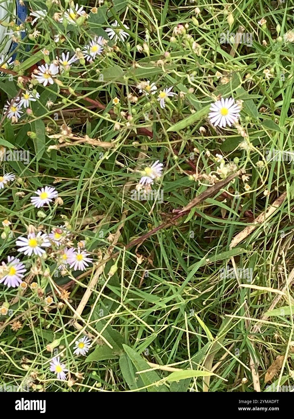 southern annual saltmarsh aster (Symphyotrichum divaricatum Stock Photo ...