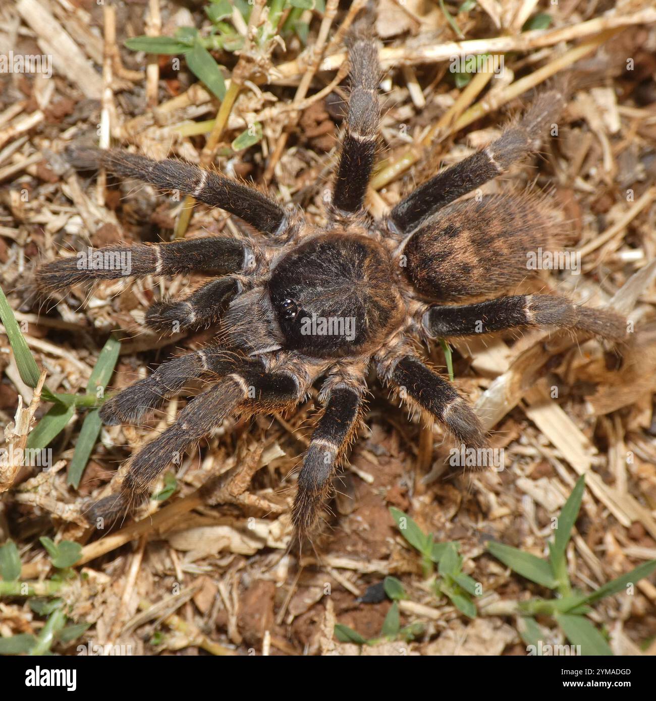 Common Trapdoor Baboon Spider (Idiothele nigrofulva Stock Photo - Alamy