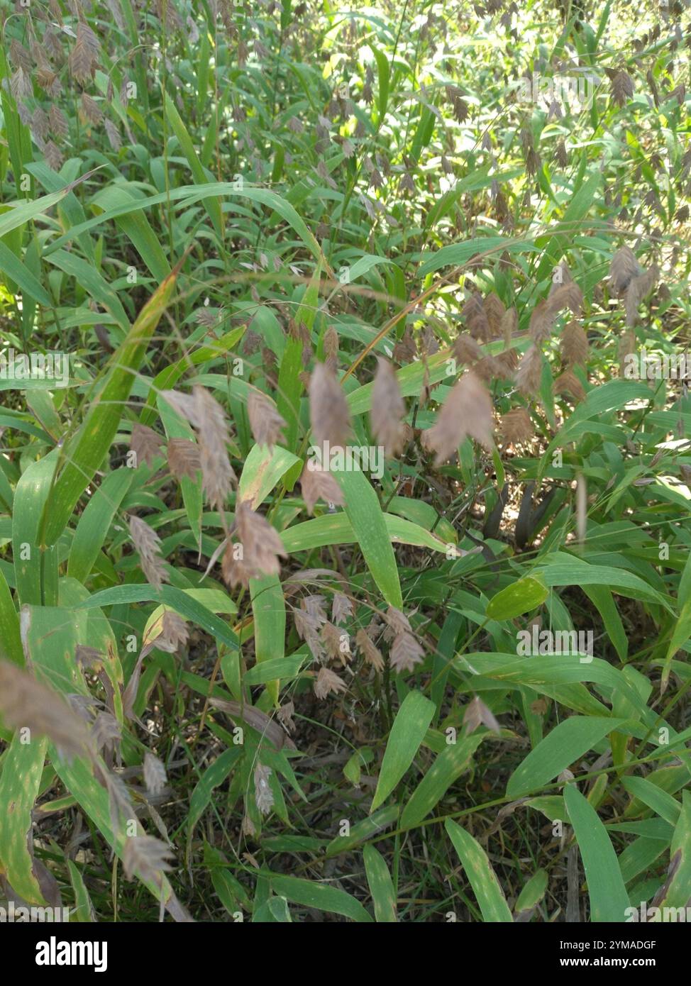 inland wood oats (Chasmanthium latifolium Stock Photo - Alamy