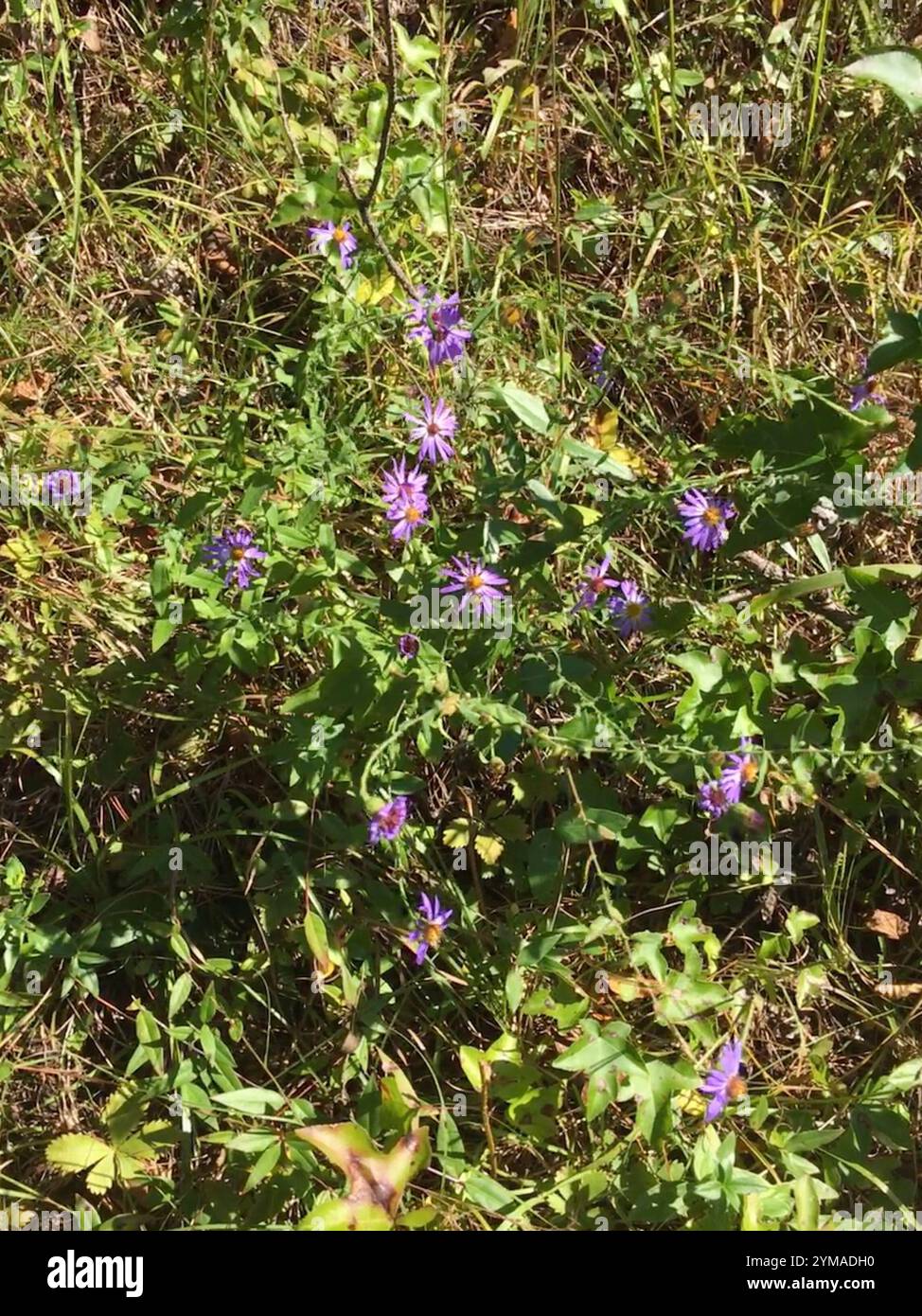 late purple aster (Symphyotrichum patens Stock Photo - Alamy