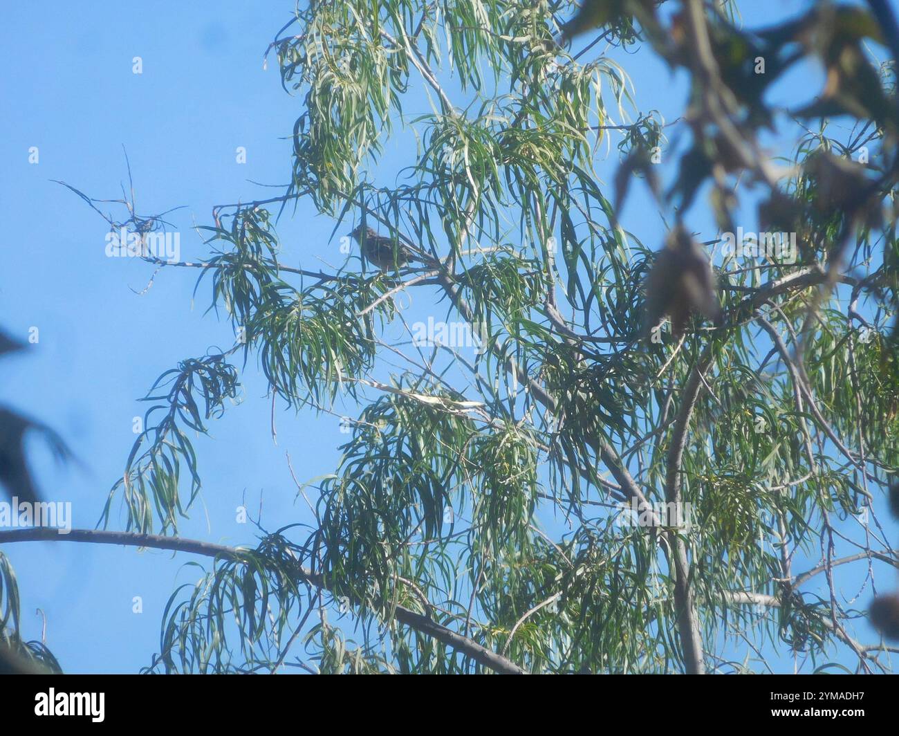 New World Sparrows (Passerellidae Stock Photo - Alamy