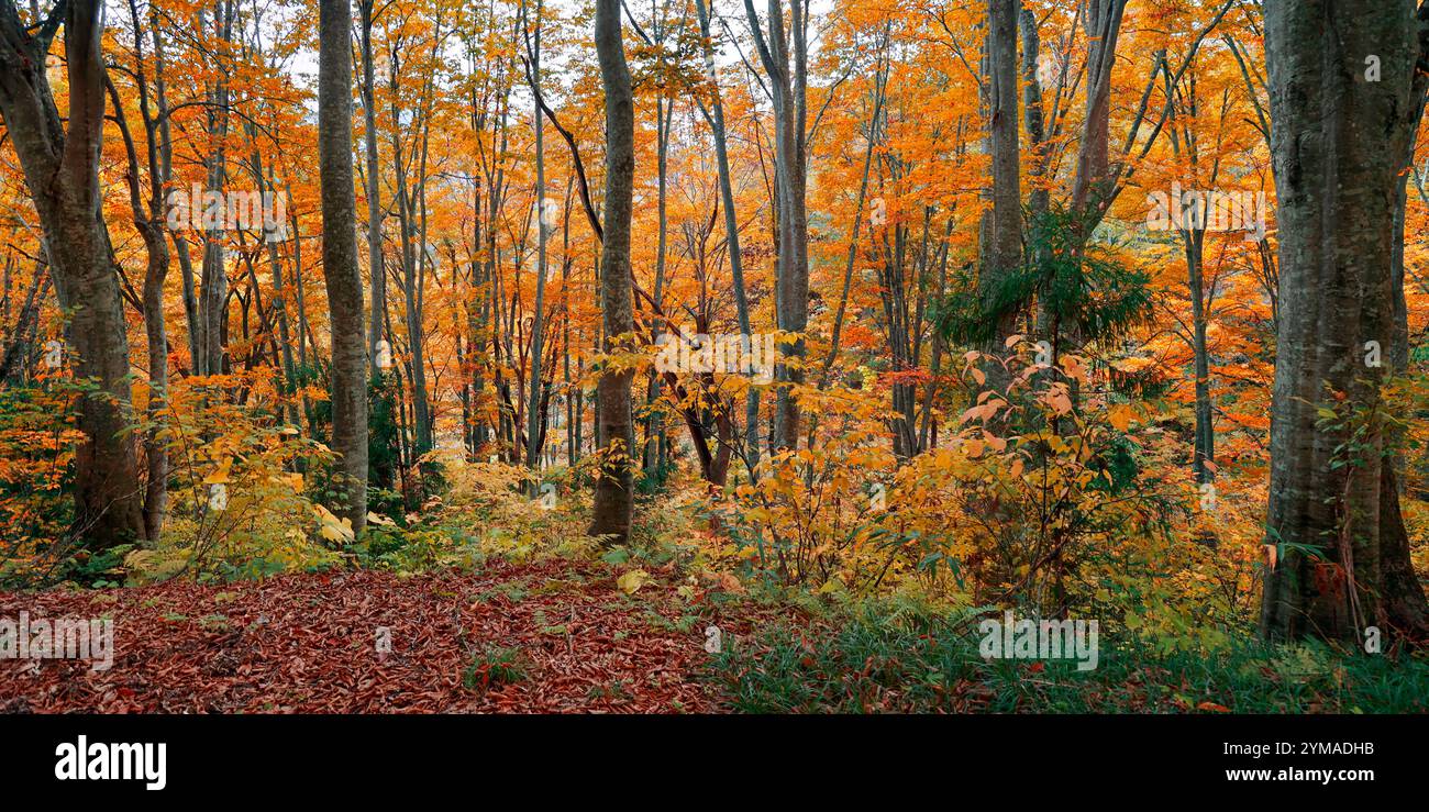 Forest in Japan during autumn season Stock Photo - Alamy