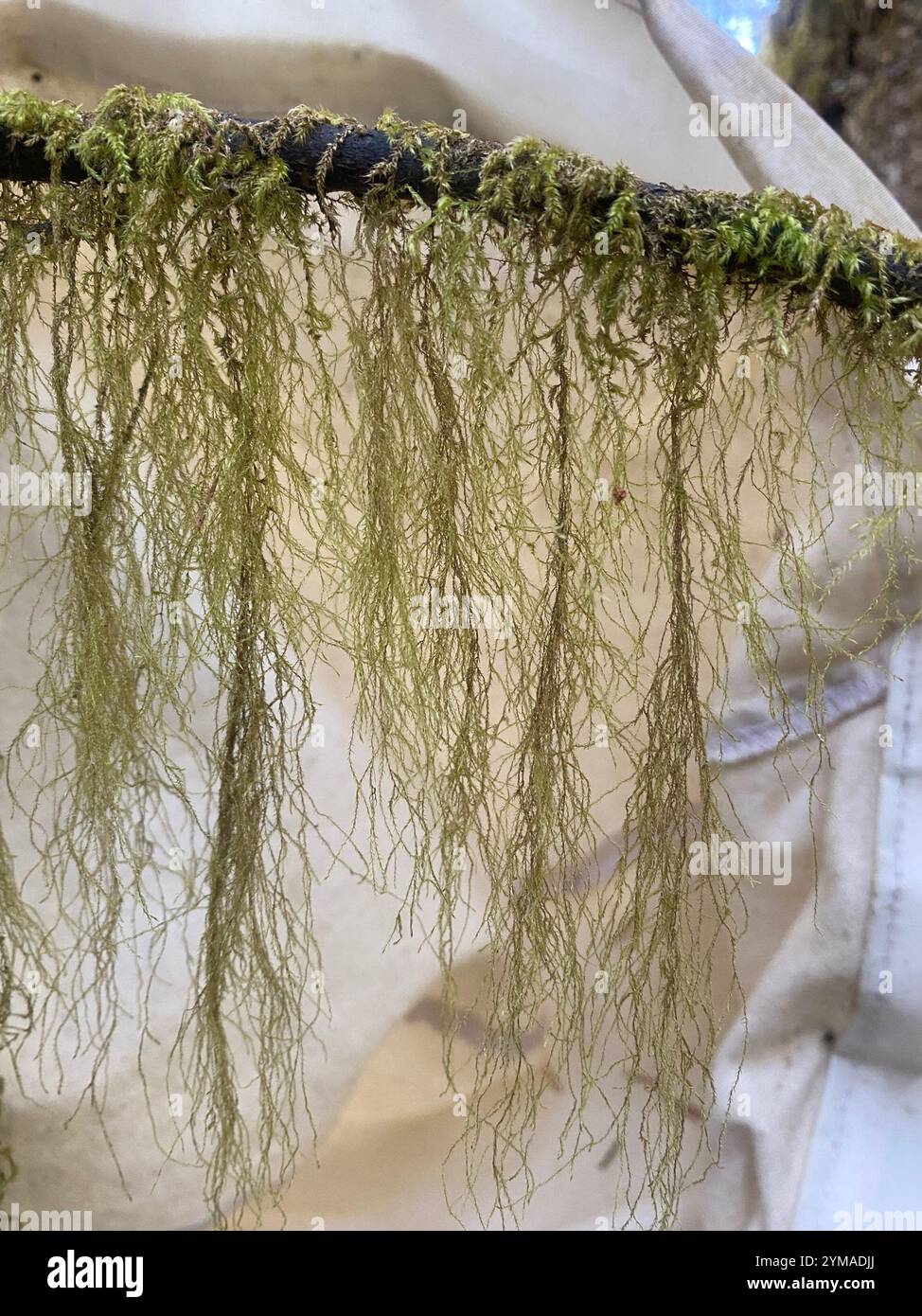 Cat's Tail Moss (Pseudisothecium stoloniferum Stock Photo - Alamy