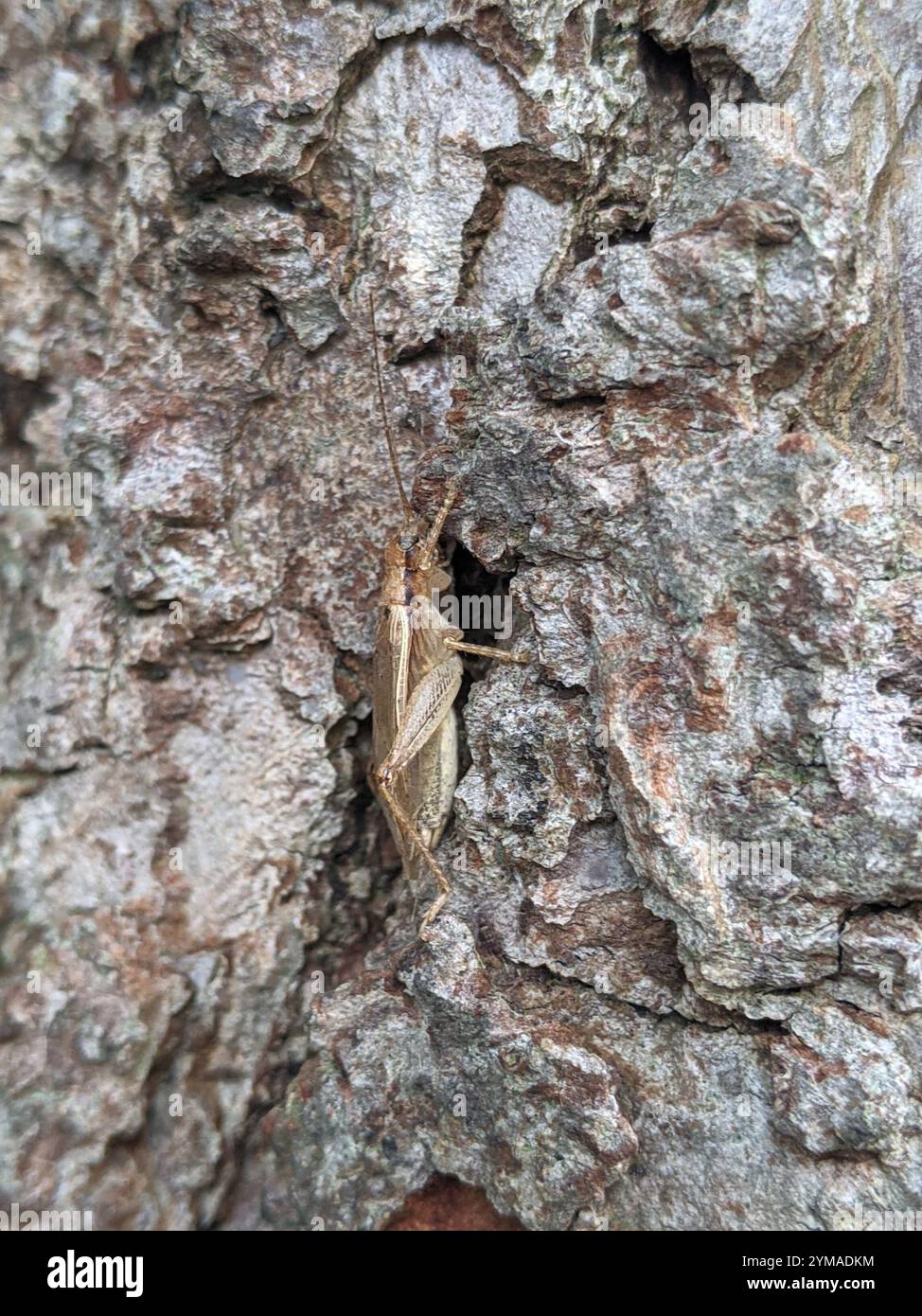 Hapithus hi-res stock photography and images - Alamy