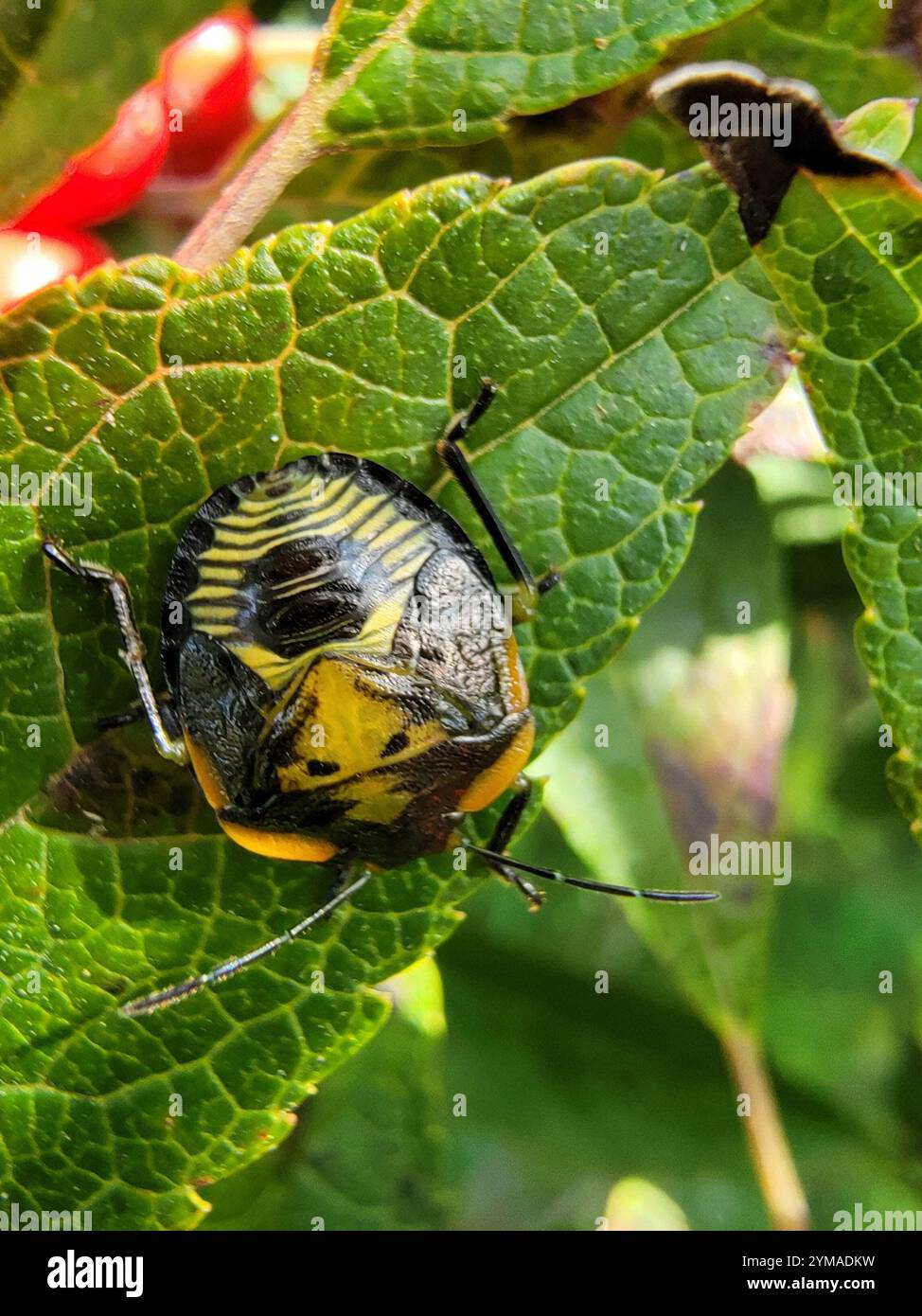 Green Stink Bug (Chinavia hilaris Stock Photo - Alamy