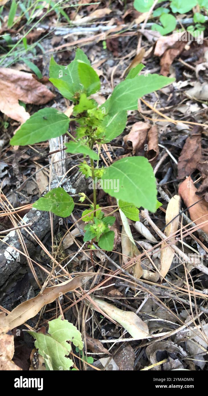 common copperleaf (Acalypha rhomboidea Stock Photo - Alamy