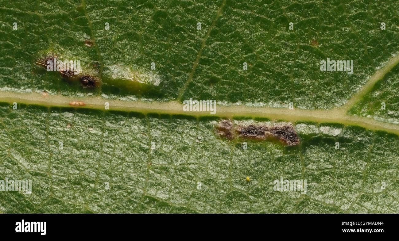 Contarinia hi-res stock photography and images - Alamy
