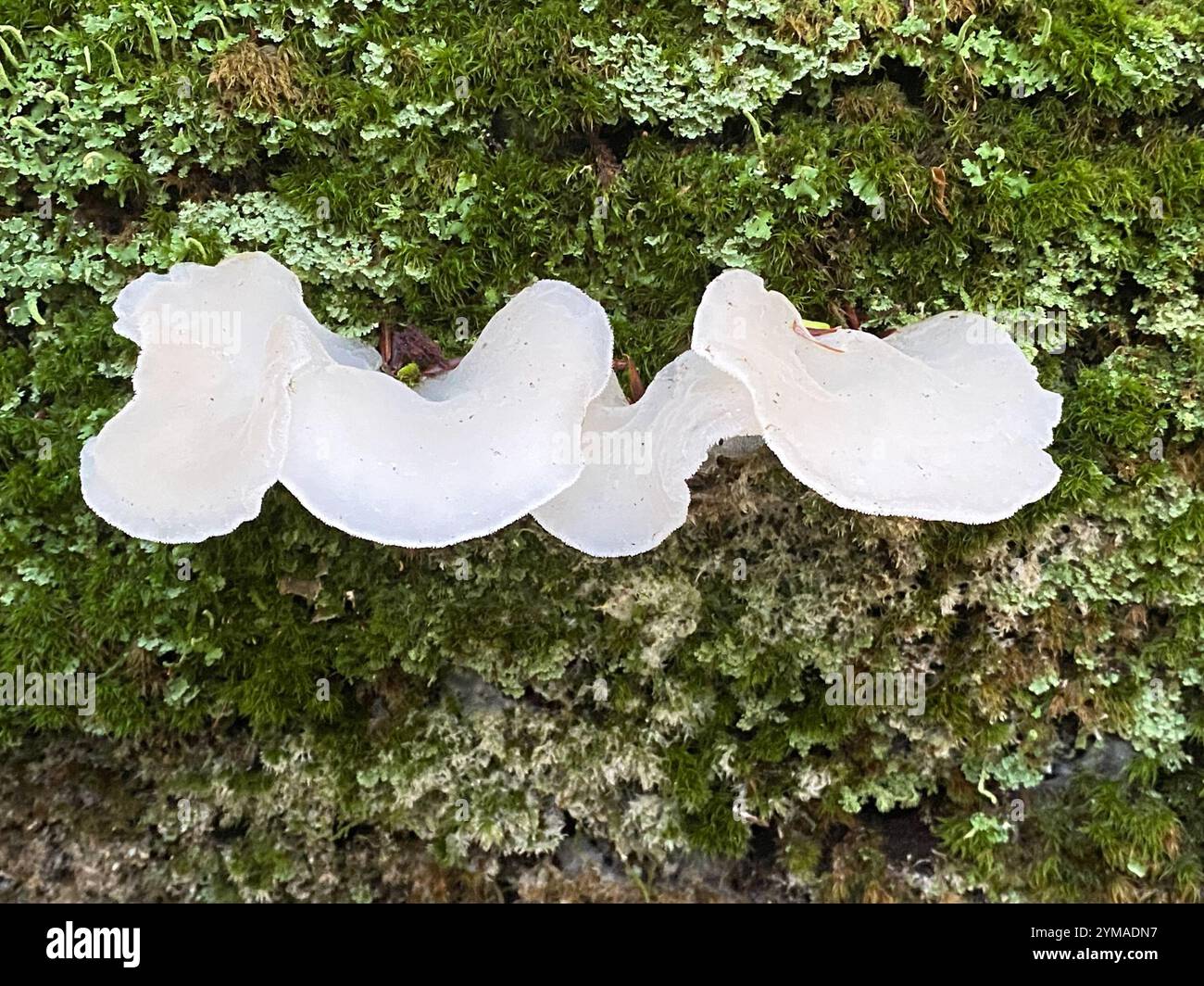 Toothed Jelly Fungus (Pseudohydnum gelatinosum Stock Photo - Alamy