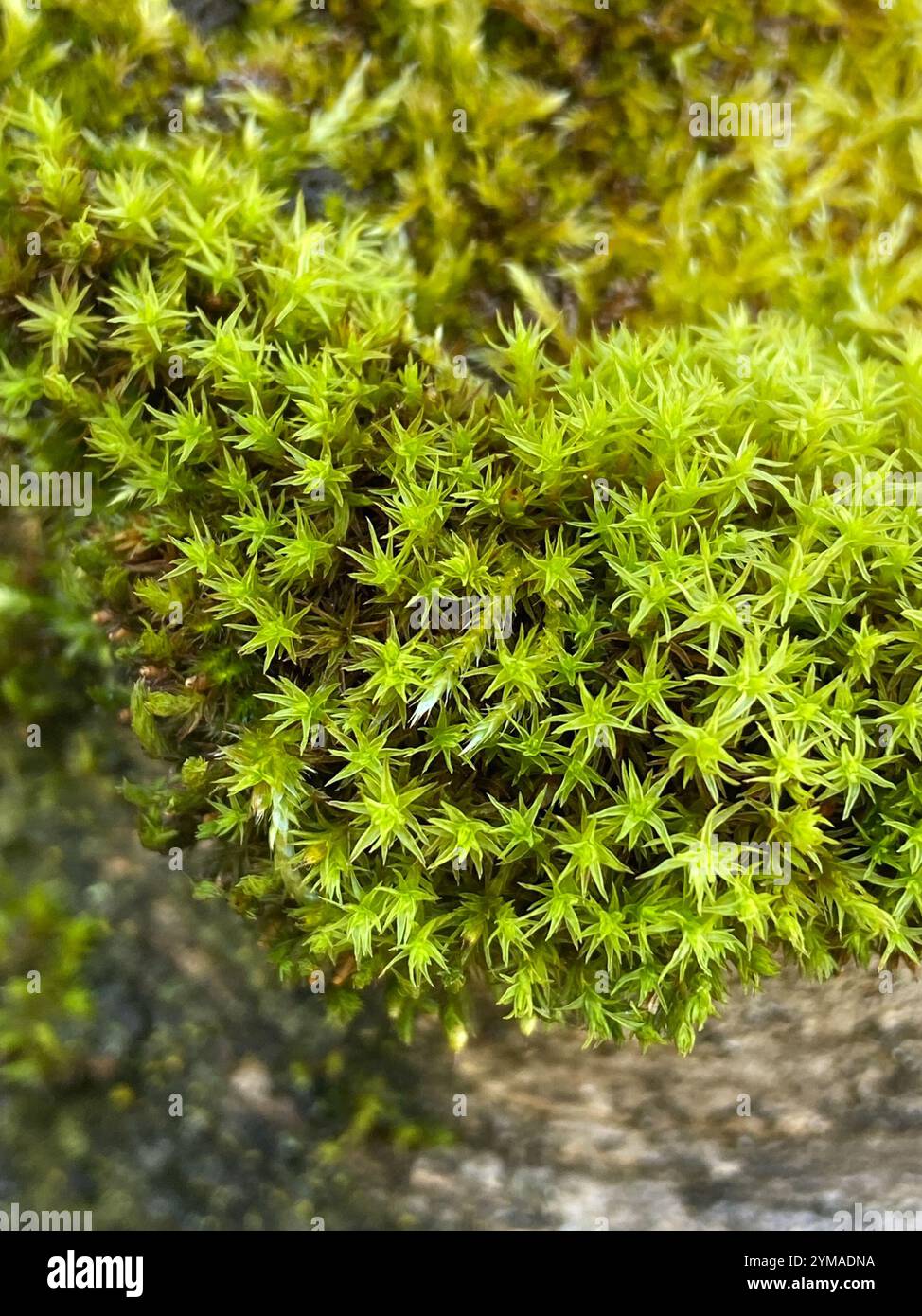 Star Moss (Syntrichia ruralis Stock Photo - Alamy
