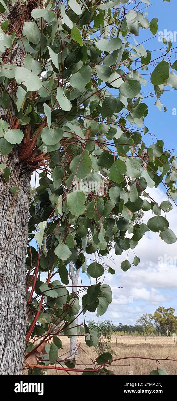 Poplar Box (Eucalyptus populnea Stock Photo - Alamy