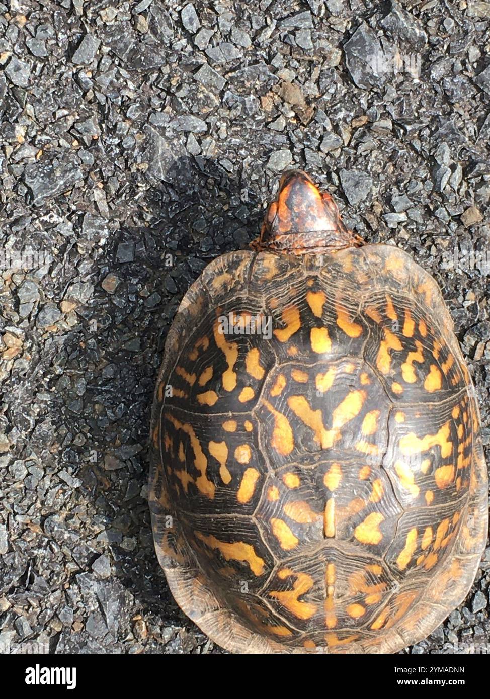 Eastern Box Turtle (Terrapene carolina carolina Stock Photo - Alamy