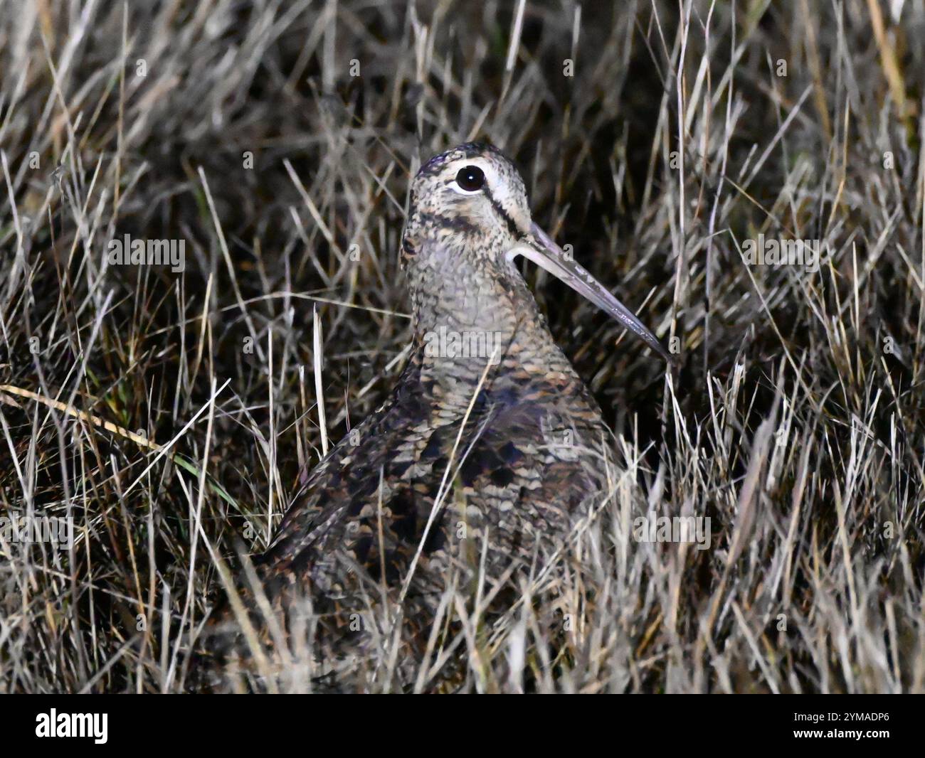 Eurasian Woodcock (Scolopax rusticola Stock Photo - Alamy
