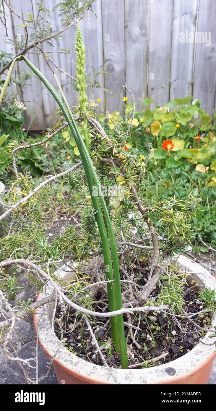 common onion-orchid (Microtis unifolia Stock Photo - Alamy