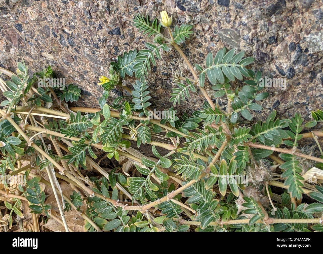 puncture vine (Tribulus terrestris Stock Photo - Alamy